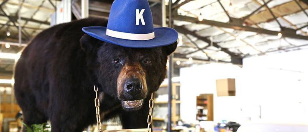 Behind the Screams: Pablo Eskobear, aka Cokey the Bear, aka the Cocaine ...
