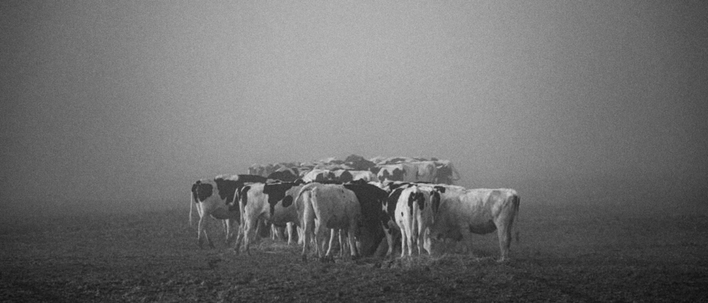 Episode 362: Cattle Mutilation Pt. I - Frightday