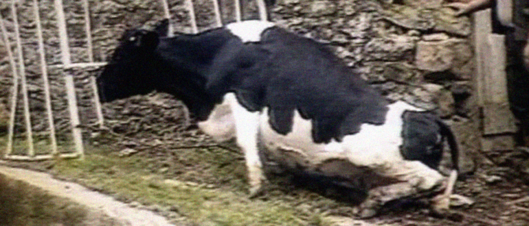 Episode 364: Cattle Mutilation Pt. III - Frightday